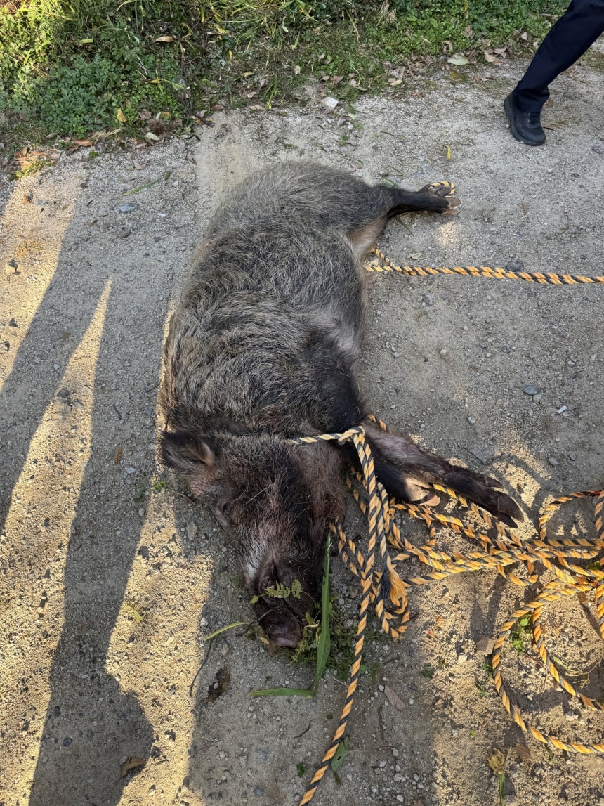 더쿠 - 부산 금정구에 120㎏ 멧돼지 출현···2명 중경상