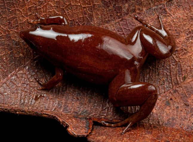 더쿠 - (개구리 사진 주의) 초콜릿에 빠졌나…아마존서 초미니 신종 개구리 발견