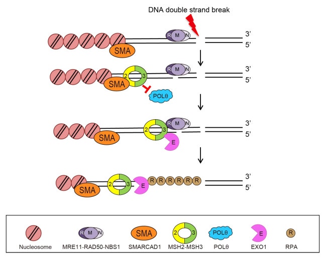 IBS 연구진, DNA 손상 복구 메커니즘 찾았다… “항암제 개발에 기여”